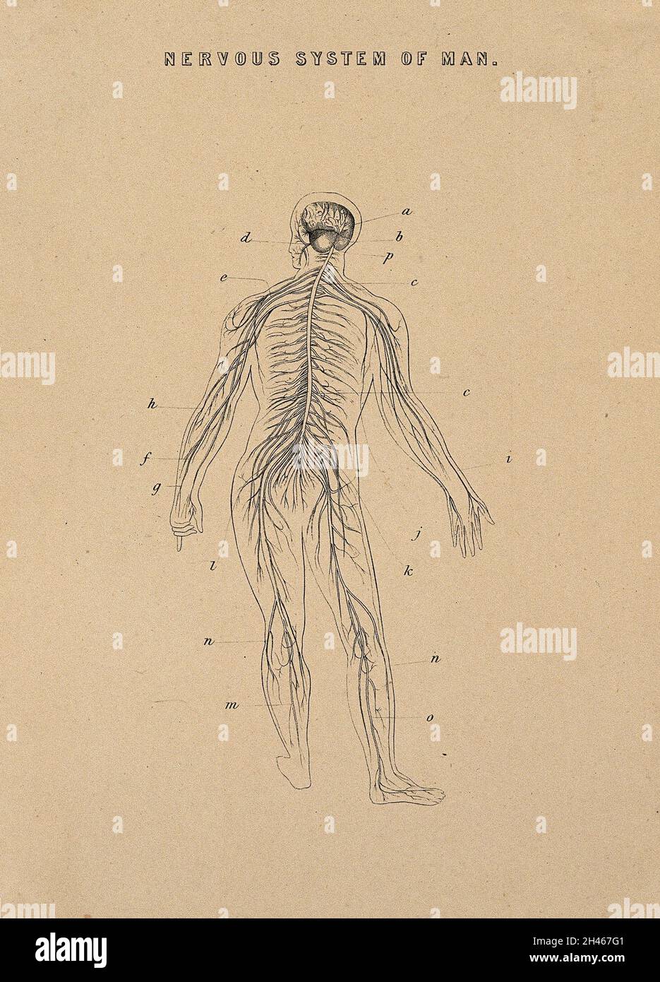 Human body seen from behind hi-res stock photography and images - Alamy
