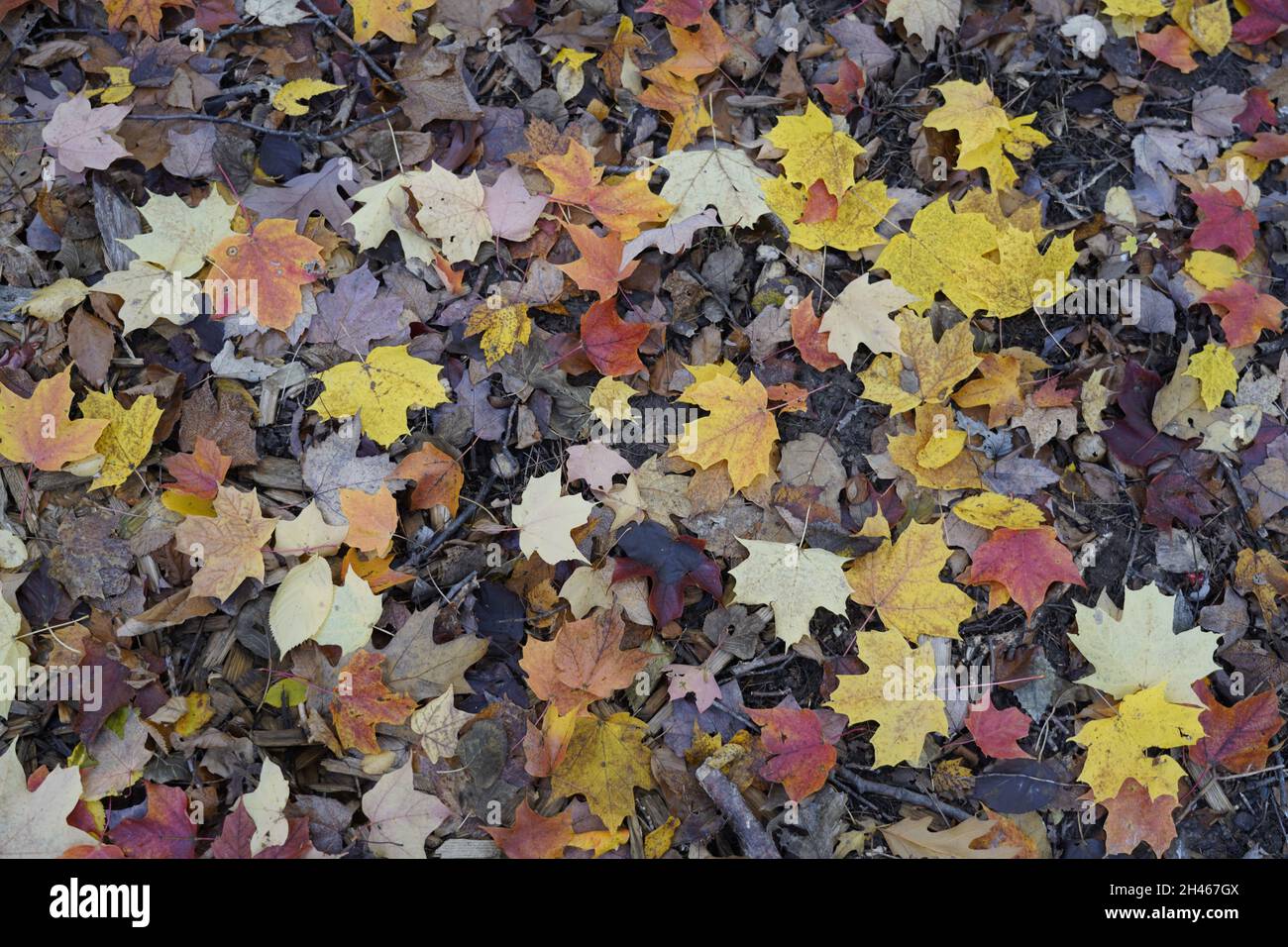 Calvin Eco system and preserve Fallen leaves Stock Photo - Alamy