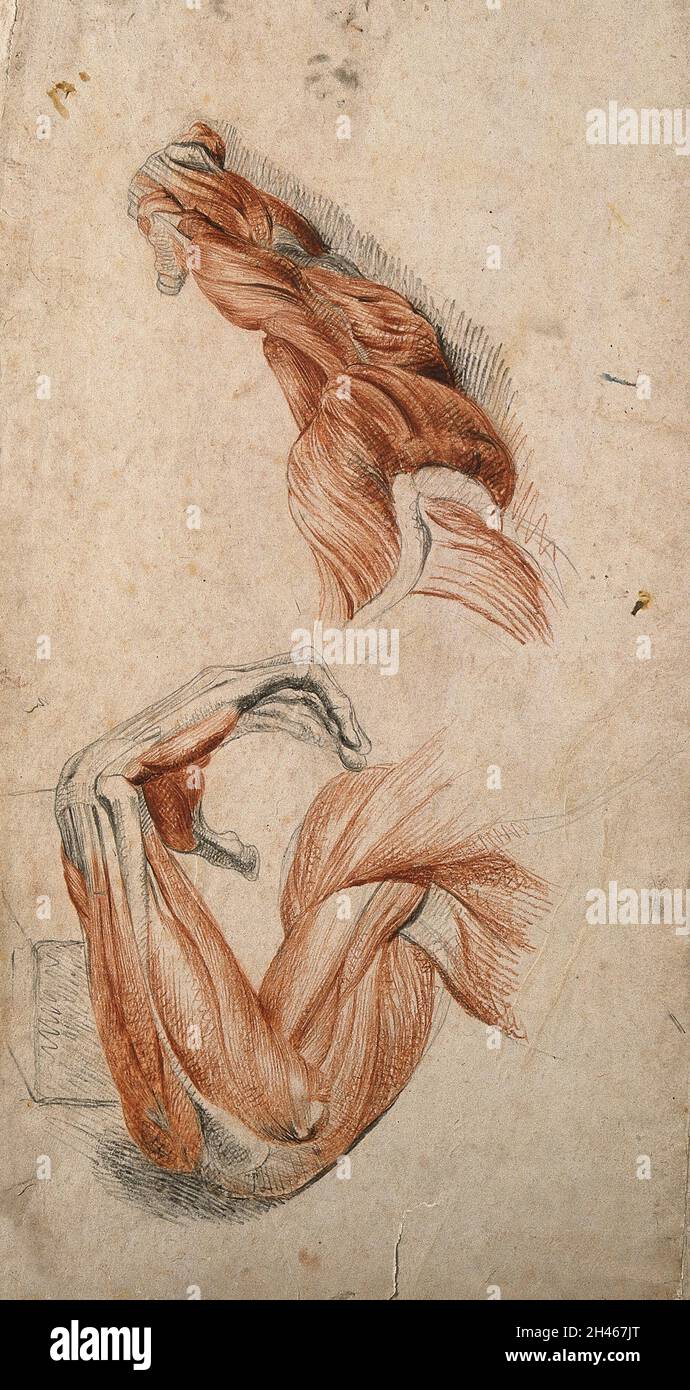 Muscles of the arm and hand: two studies of écorché arms, one bent at ...