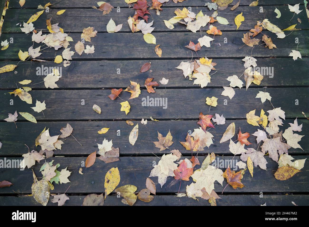 Calvin Eco system and preserve Leaves on the bridge Stock Photo - Alamy