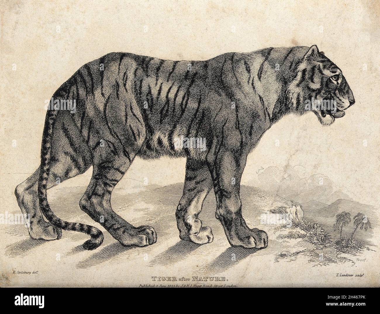 A tiger (Felis tigris). Etching by T. Landseer, ca 1823, after E ...