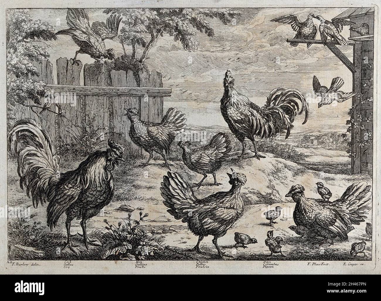 Birds on a farm: cockerels, hens, chicks and doves. Etching by F. Place ...