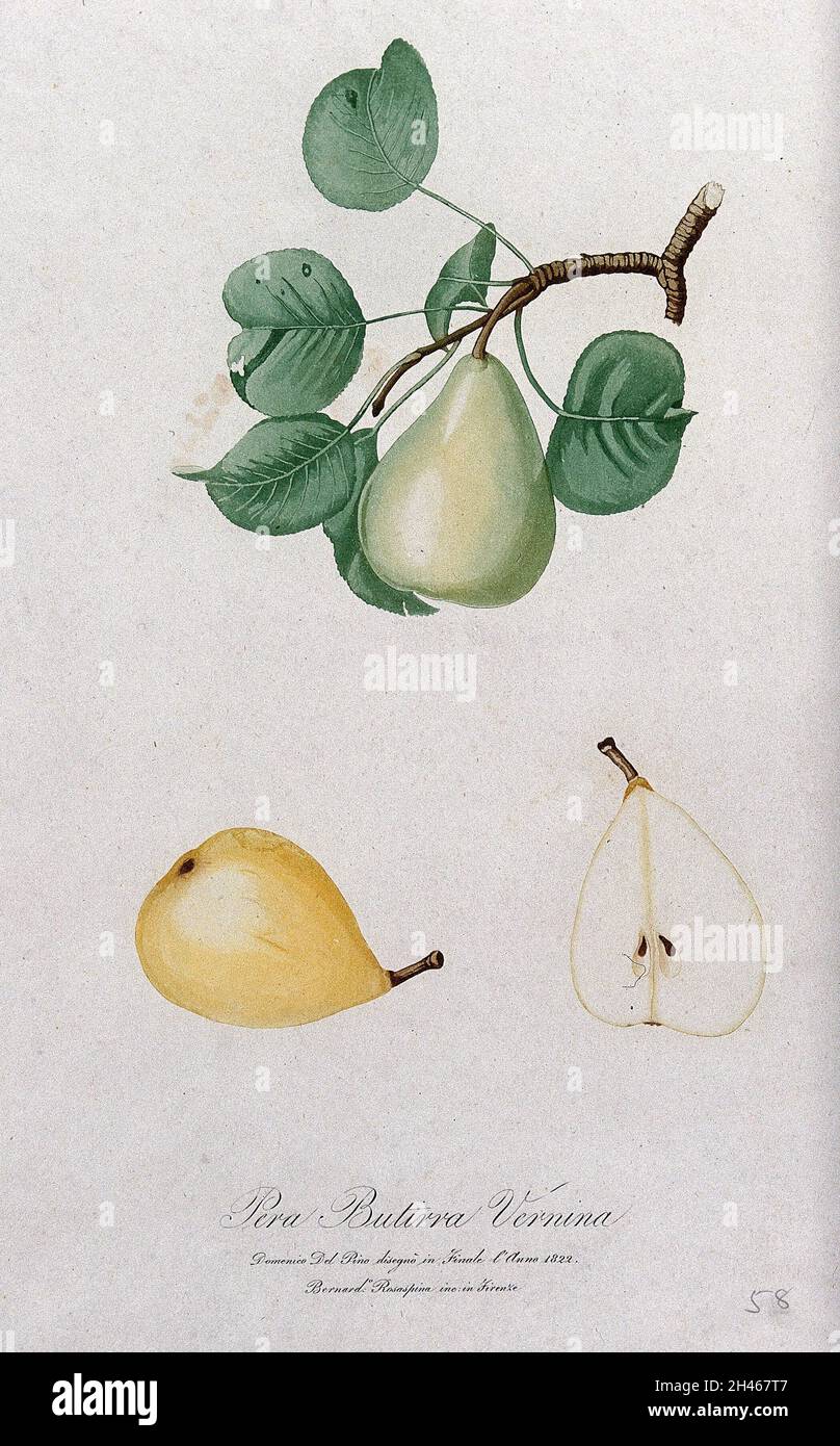 Pear (Pyrus species): fruiting branch with sections of fruit. Colour ...