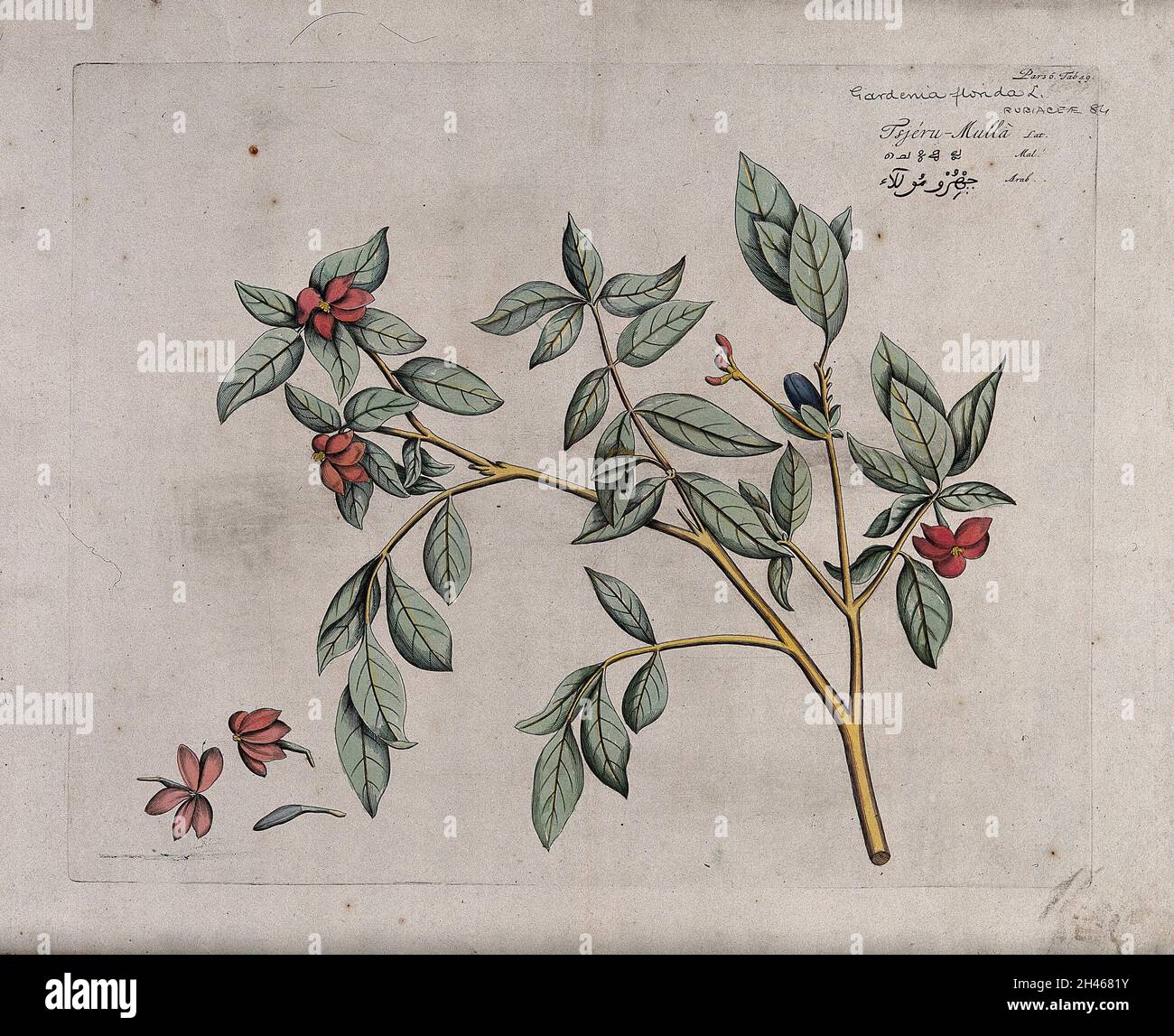 Garden Gardinia or Cape jasmine (Gardenia augusta (L.) Merr.): branch ...
