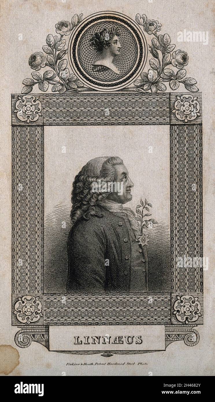 Carolus Linnaeus. Engraving Stock Photo - Alamy