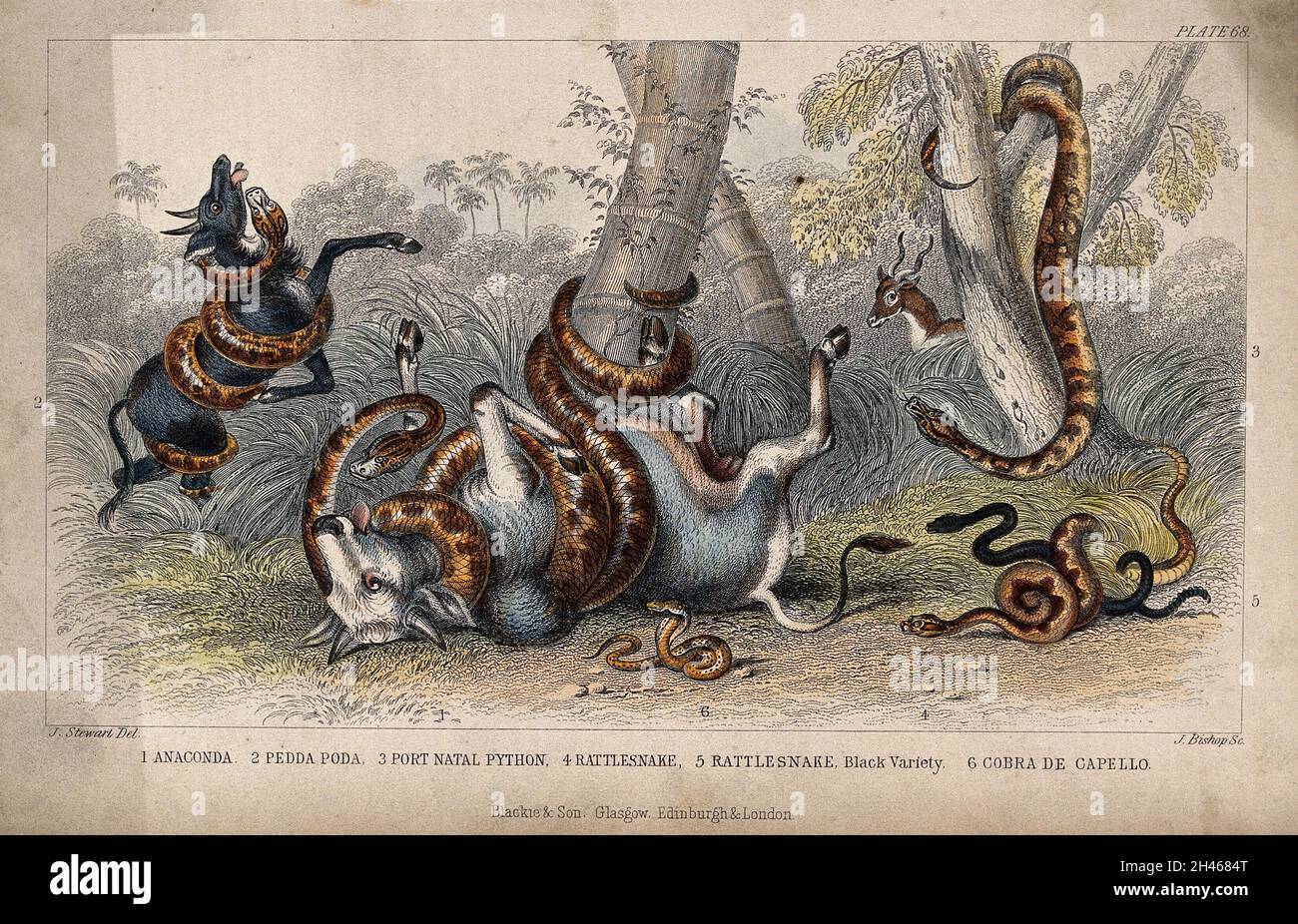 Six different species of serpents, including pythons and cobras ...