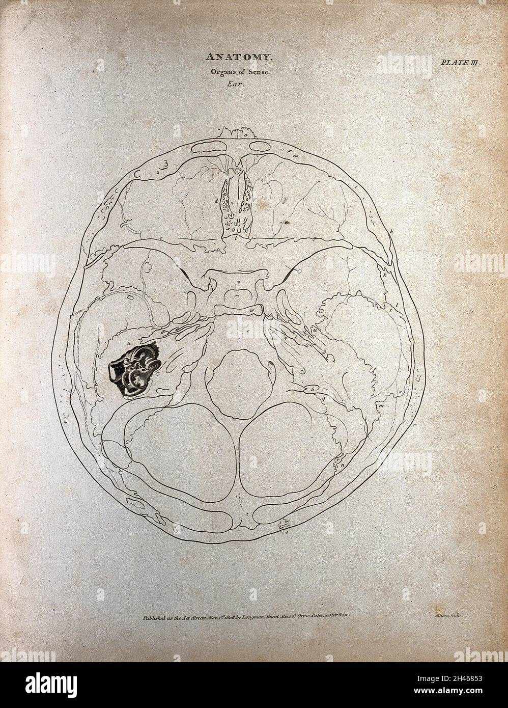 The human ear: the anatomy of the inner ear, as seen through above and ...