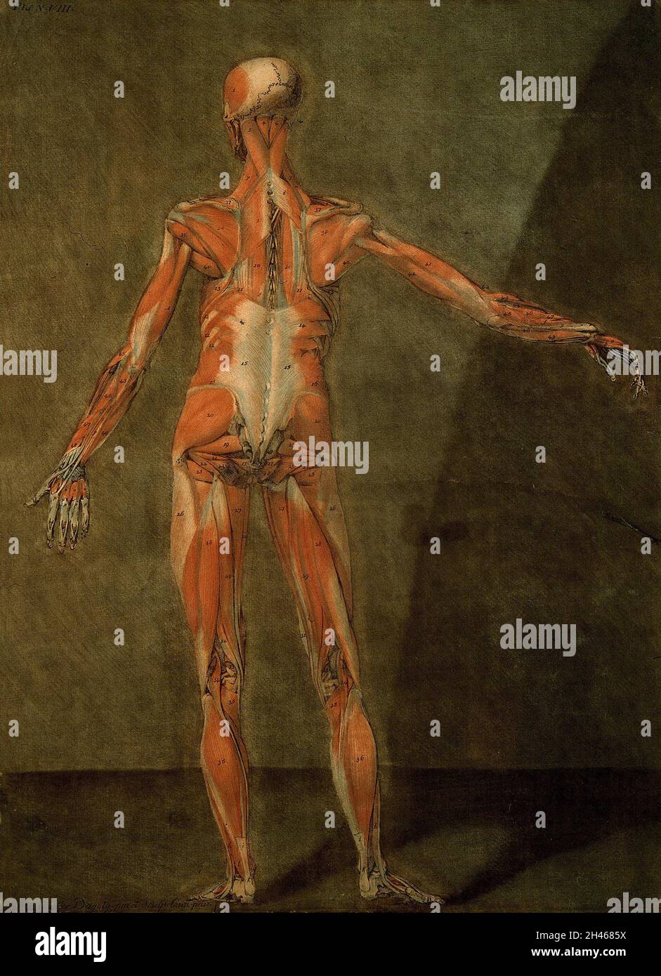 The muscles of the human body, second layer, seen from the back. Colour ...