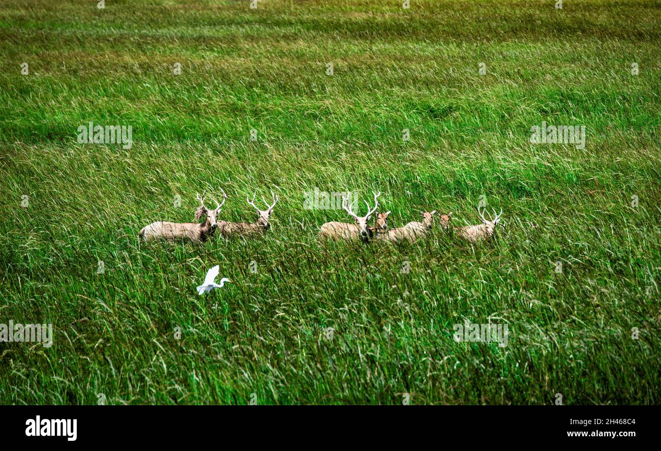 YANCHENG, CHINA - OCTOBER 29, 2021 - Elk, the world's rare animal in ...