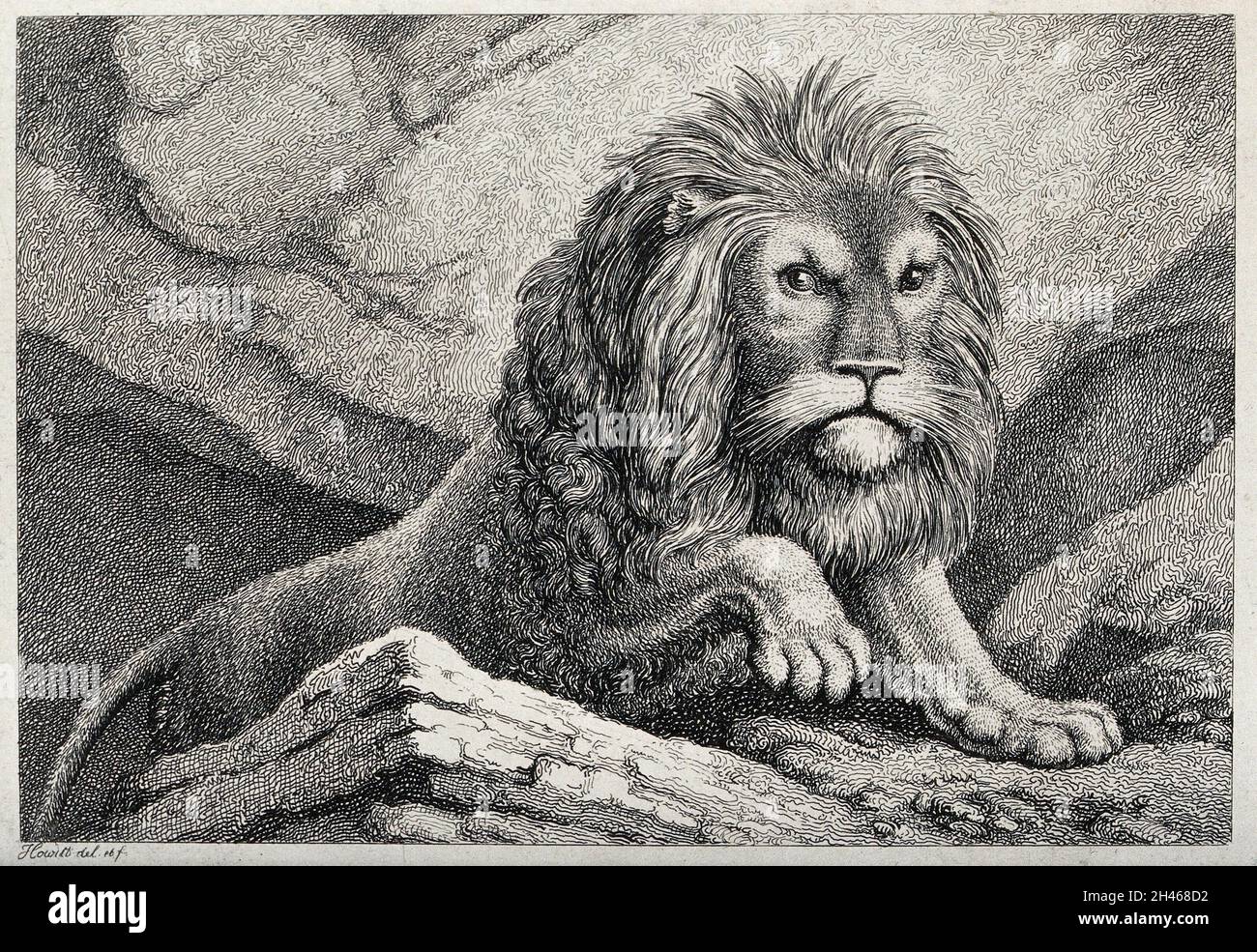 A large lion ascending a hill. Etching by W-S Howitt after himself ...