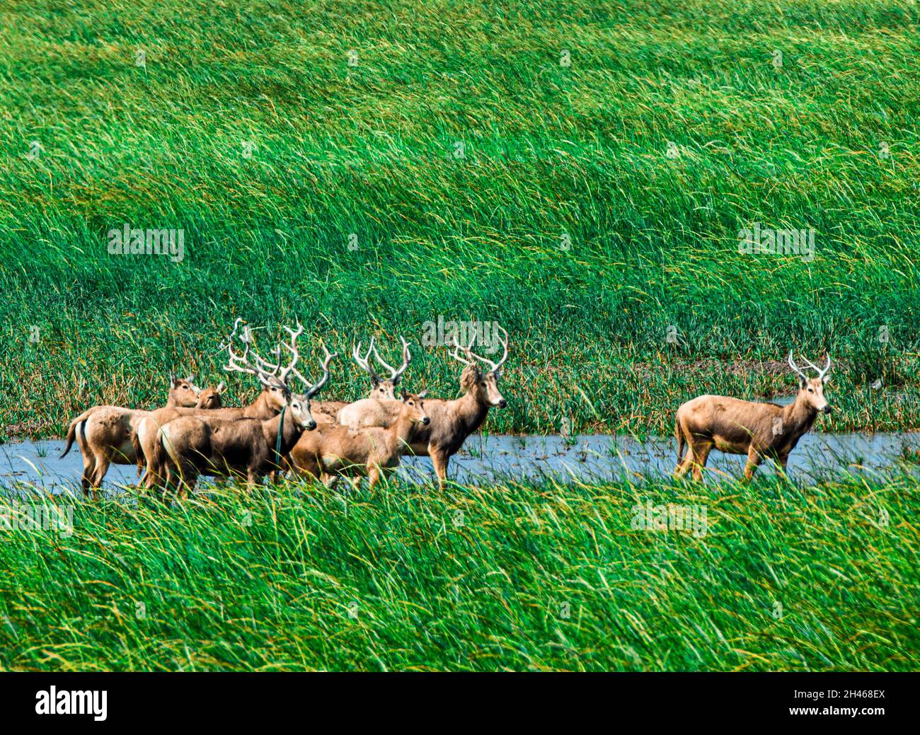 YANCHENG, CHINA - OCTOBER 29, 2021 - Elk, the world's rare animal in ...