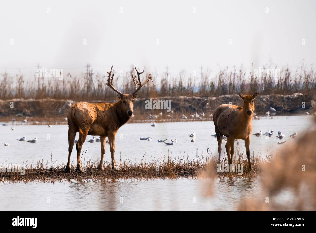 YANCHENG, CHINA - OCTOBER 29, 2021 - Elk, the world's rare animal in ...