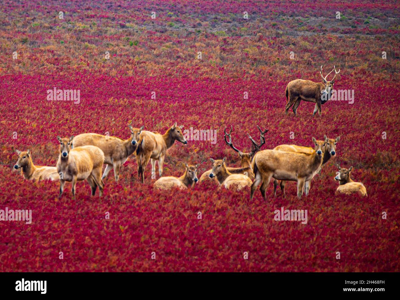YANCHENG, CHINA - OCTOBER 29, 2021 - Elk, the world's rare animal in ...