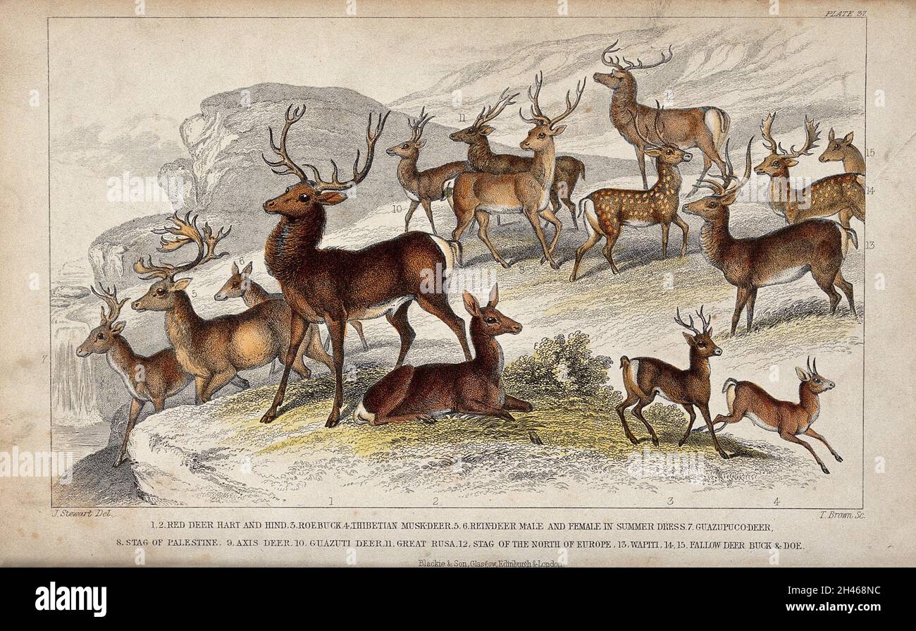 Fifteen different specimen of deer are shown in a mountainous landscape ...