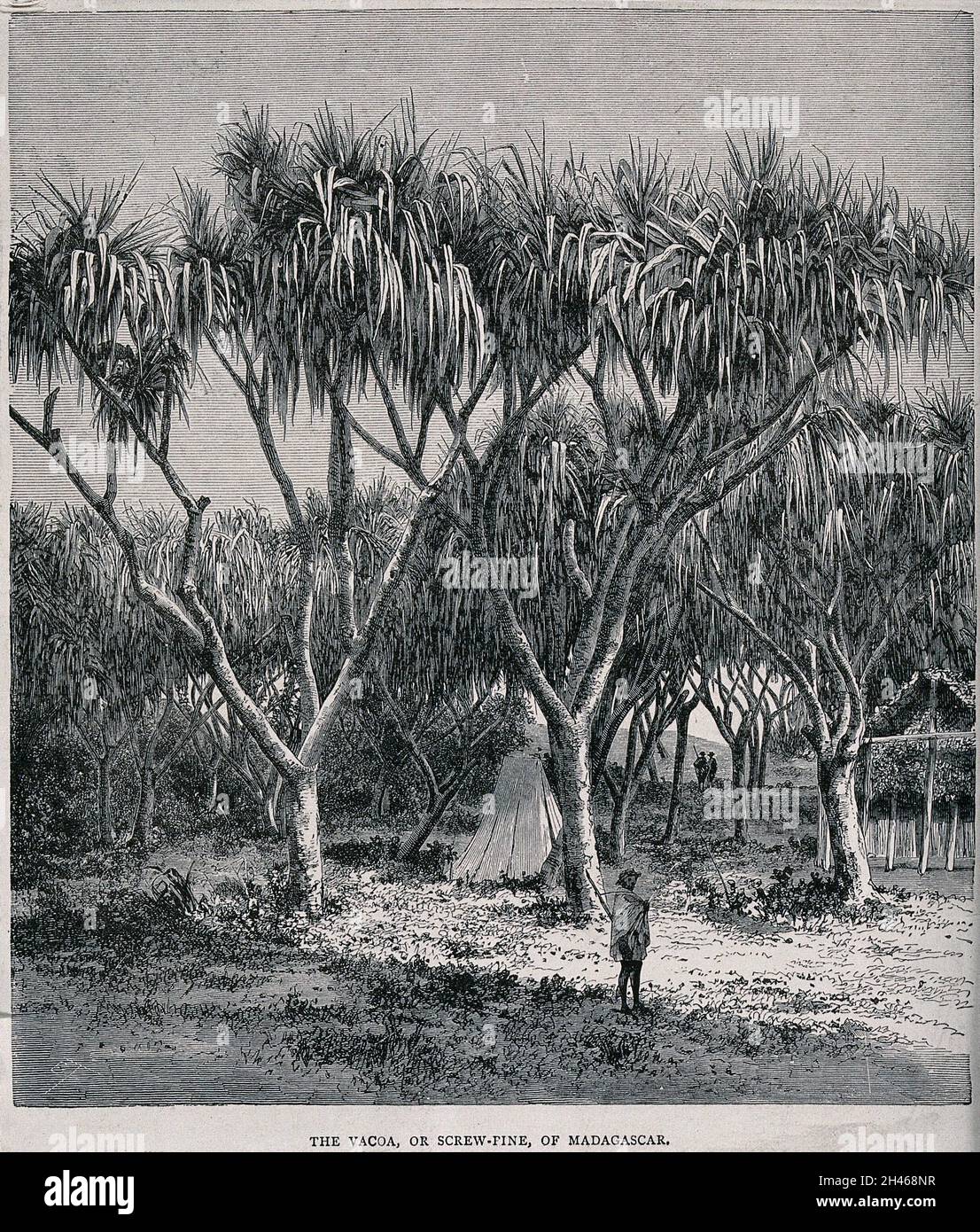 Screwpine plants (Pandanus species) of Madagascar, sheltering a tent ...