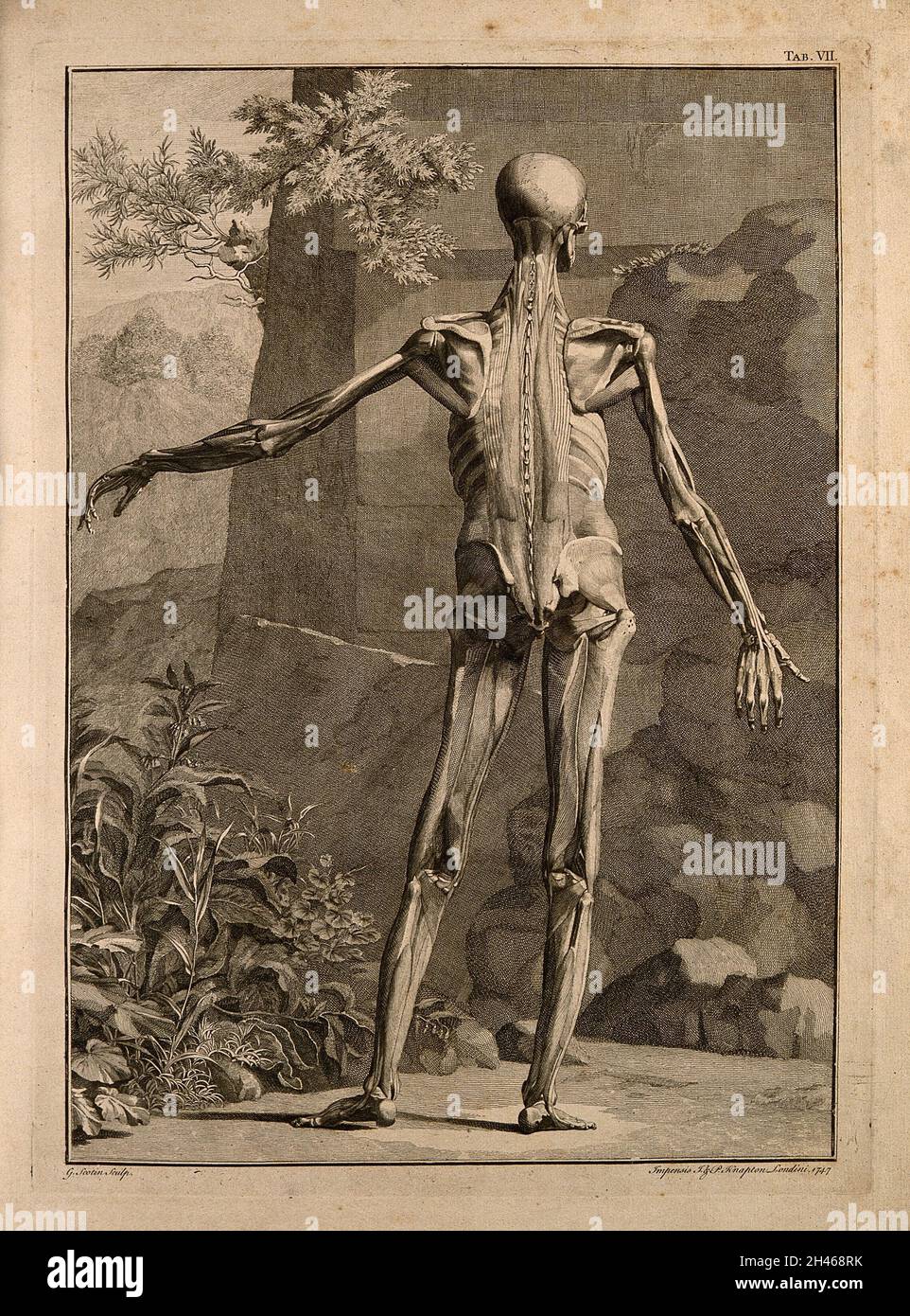 An écorché figure, back view, with left arm extended, showing the bones ...