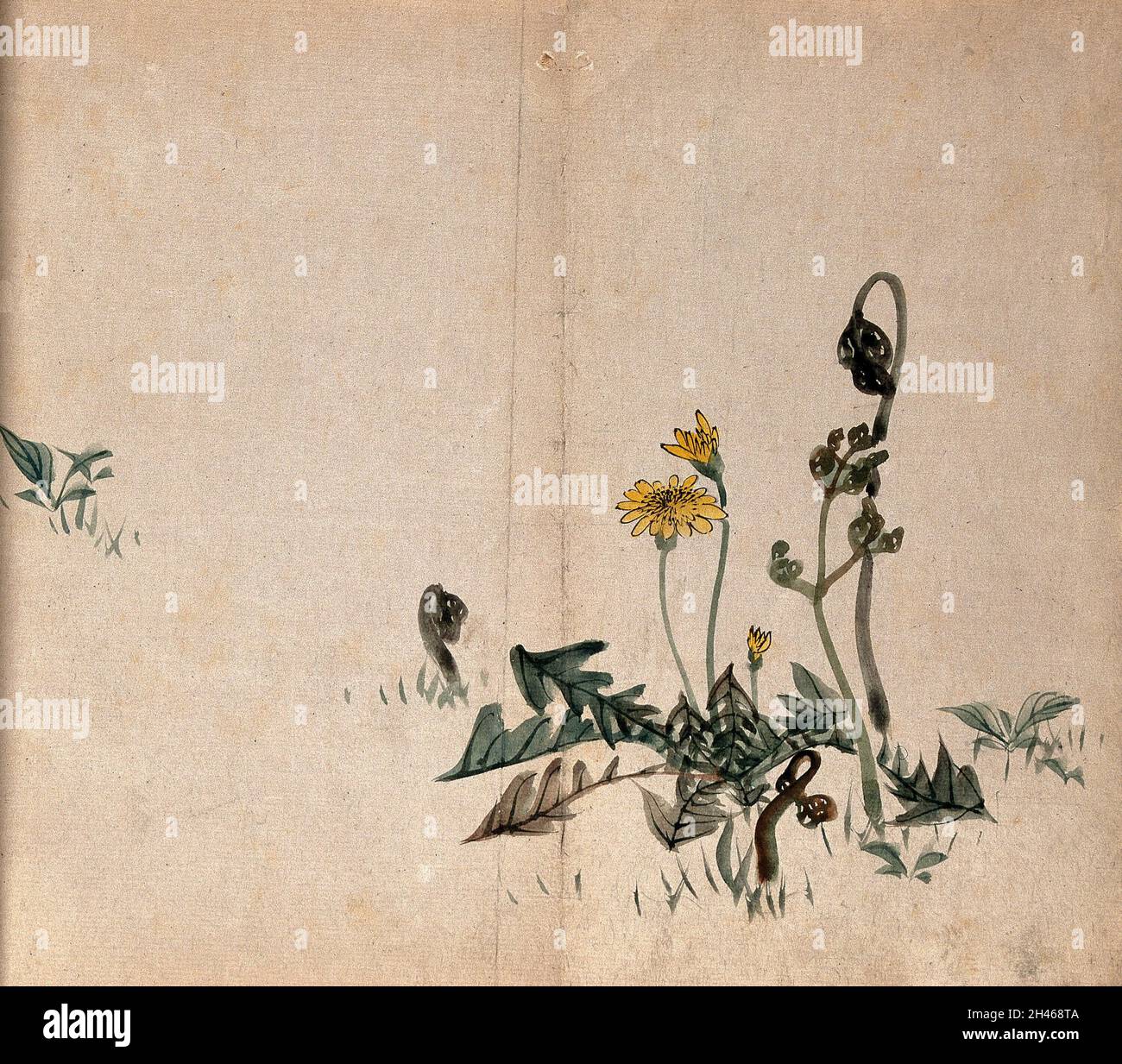 A dandelion (Taraxacum species): flowering plant growing with young ...