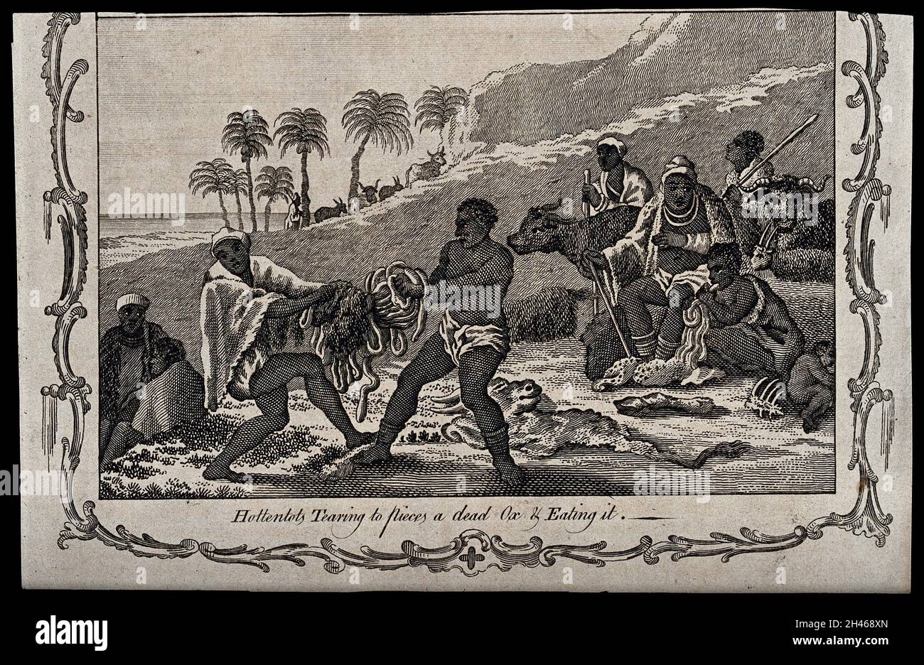 Two Khoikhoi people (South African tribe) tearing the intestines of an ...