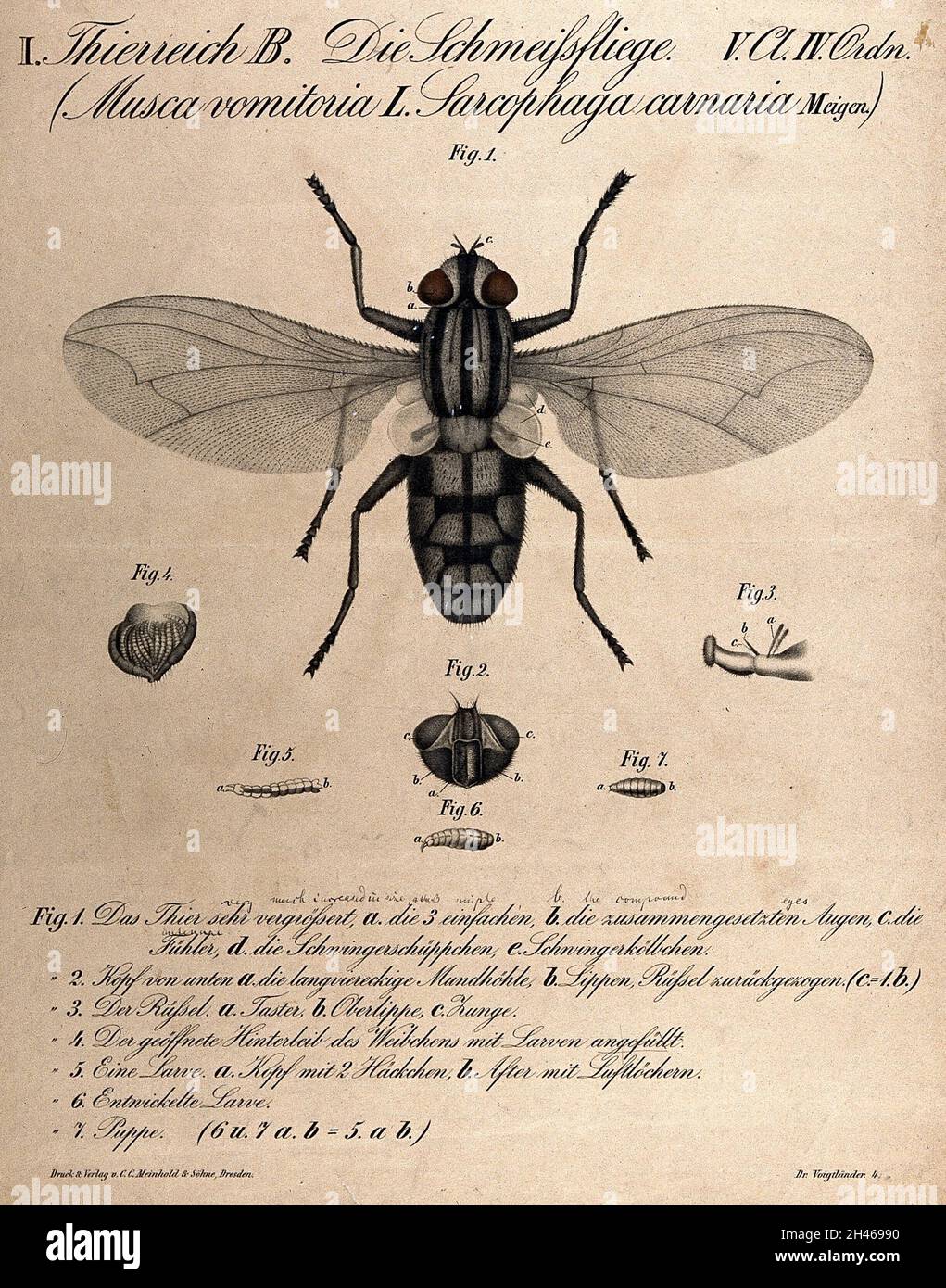 A bluebottle fly: seven figures, including details showing the head and ...