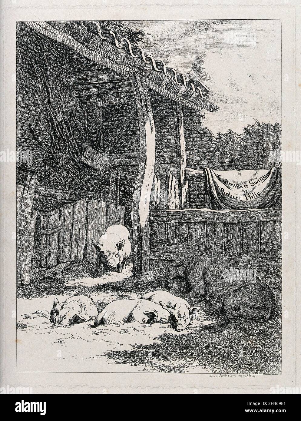 An outdoor pen of five pigs with the interior of a farm shed behind ...