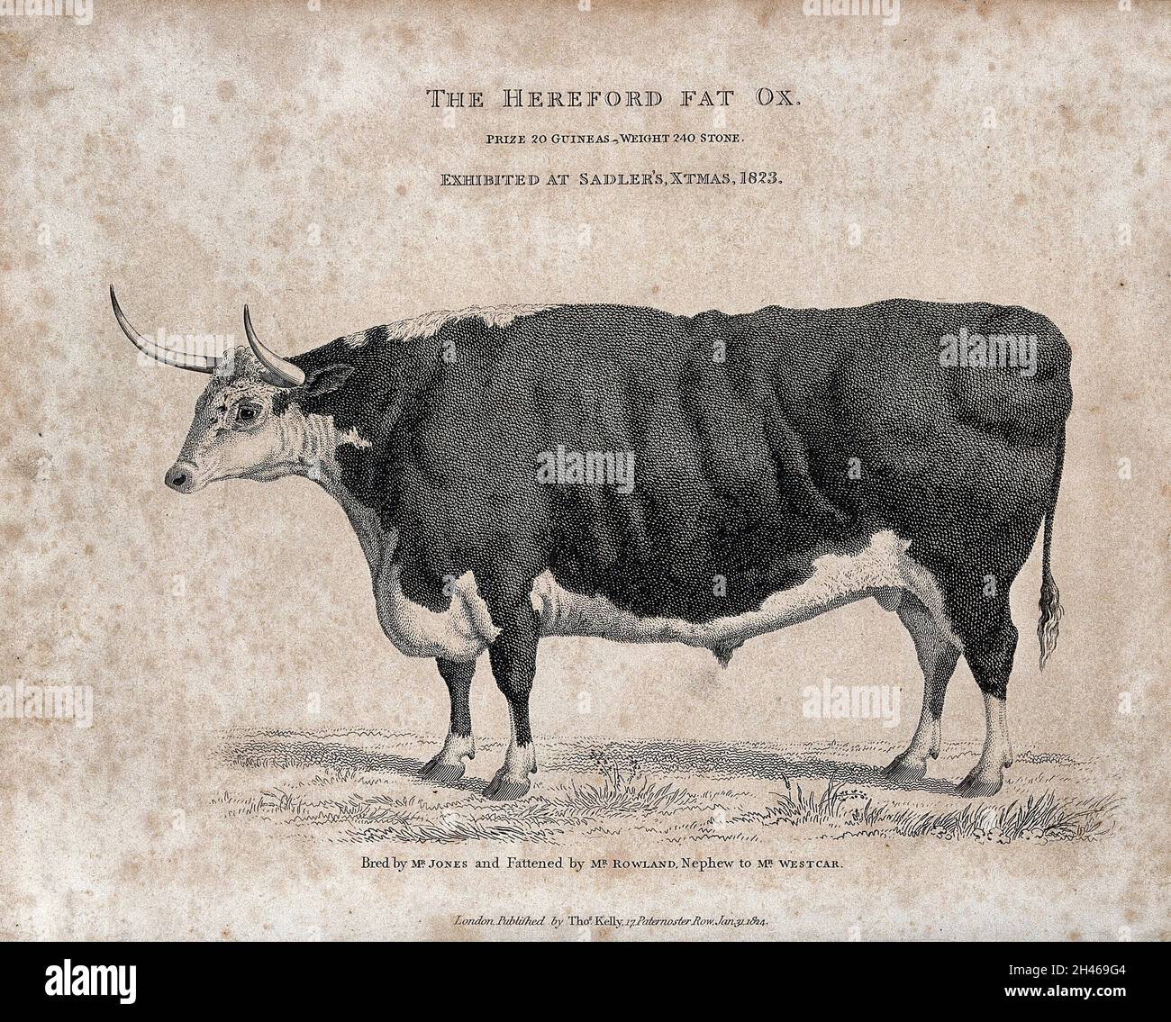 A Hereford fat ox. Etching, ca 1823 Stock Photo - Alamy
