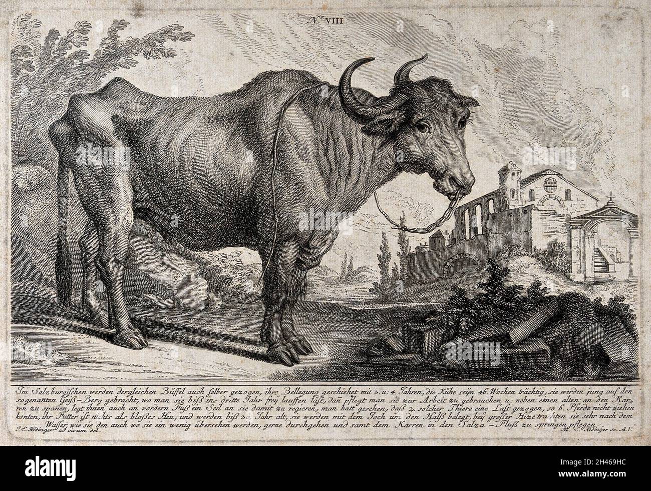 A buffalo standing in a landscape with picturesque ruins in the ...