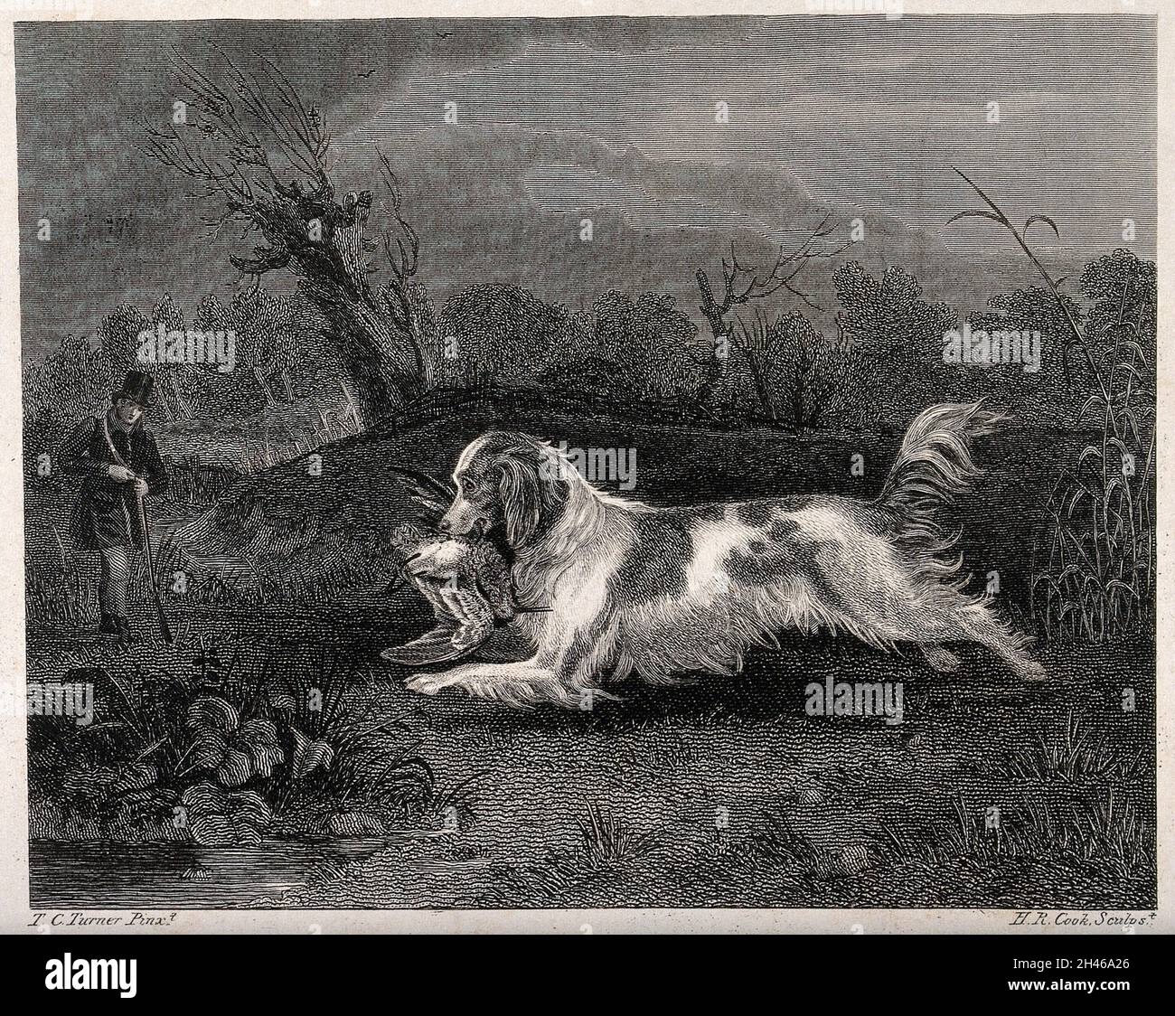 A hunting dog retrieving a fowl to the huntsman standing in the water ...