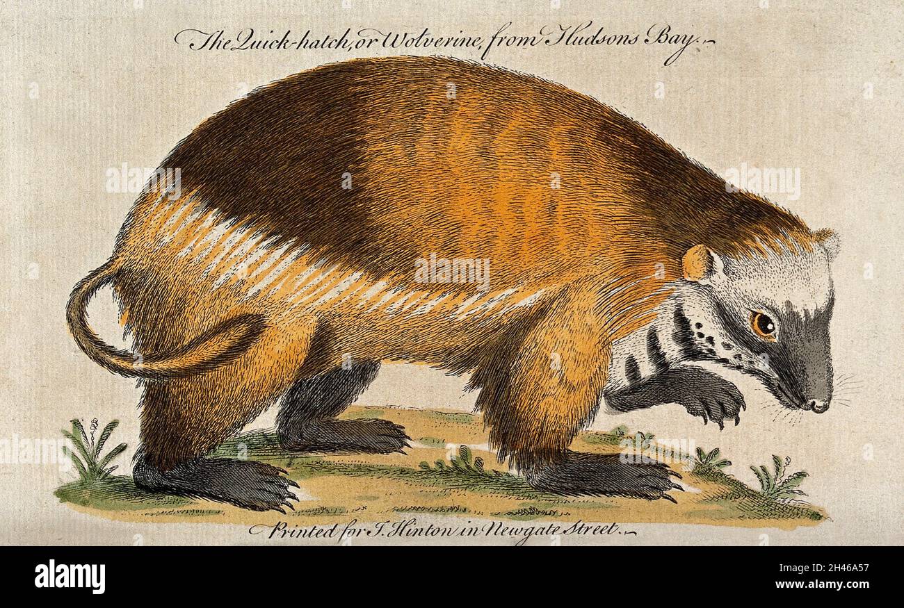 A wolverine (glutton). Coloured etching Stock Photo - Alamy