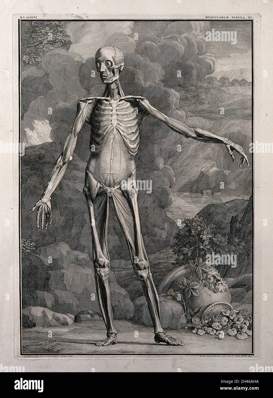 An écorché figure, front view, with left arm extended, showing the ...