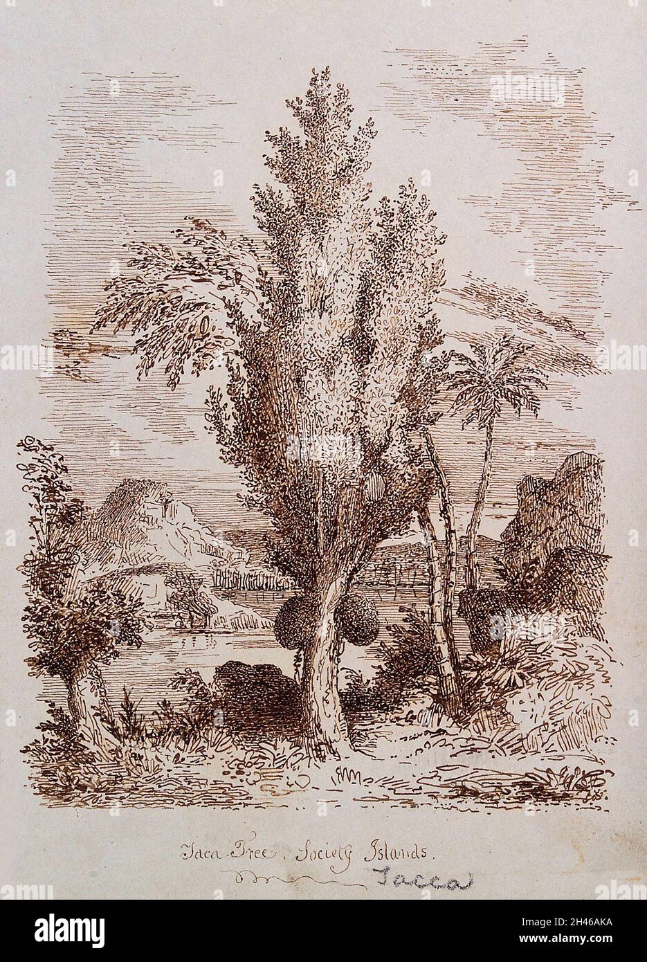 Jak tree (Artocarpus heterophyllus) with fruit in the Society Islands ...