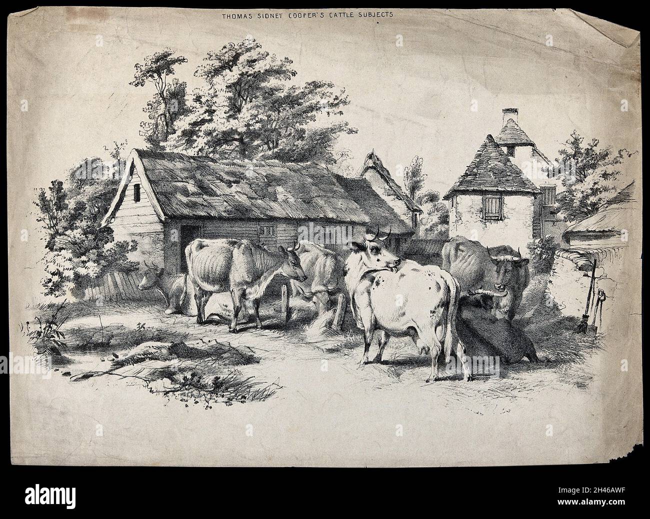 Cows waiting in a relaxed group in a farmyard. Lithograph after T. S ...