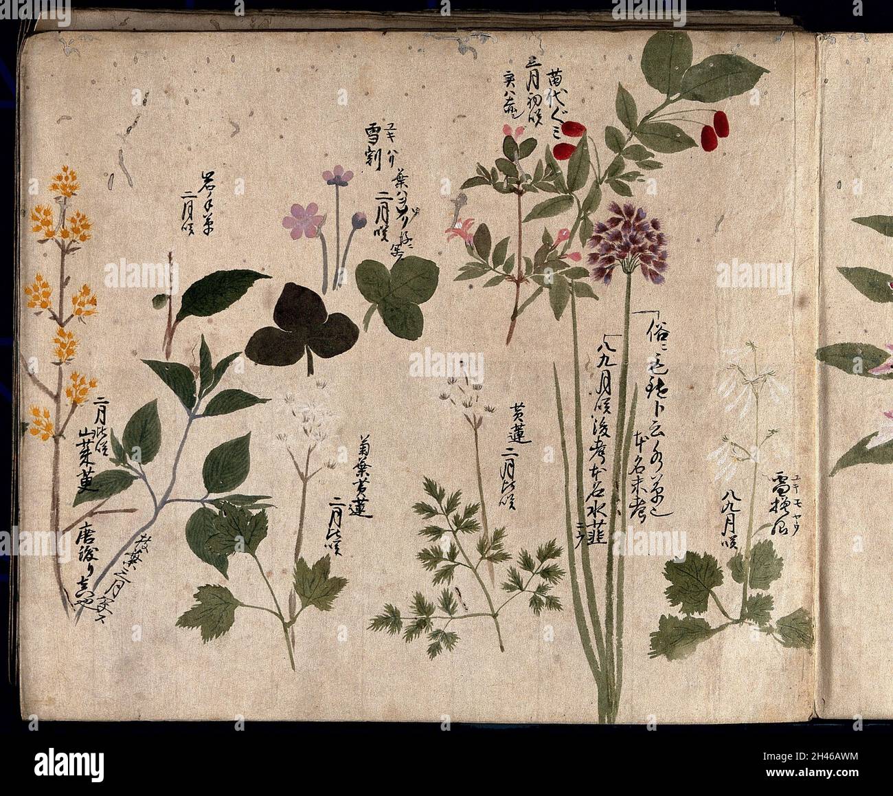 Eight flowering plants, possibly including a species of Allium and an ...