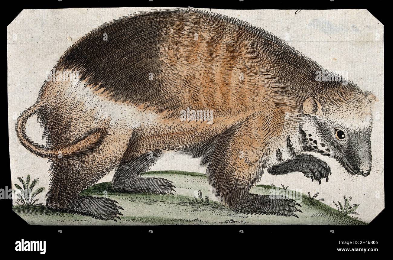 An unidentified rodent, possibly a marmot. Coloured etching Stock Photo ...