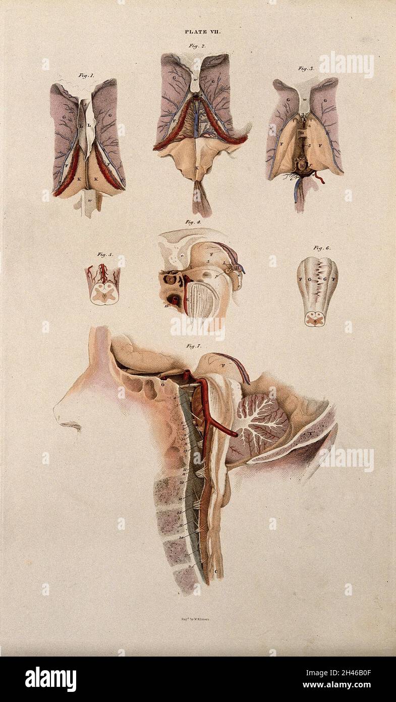 Brain: seven figures illustrating various portions, including cross ...