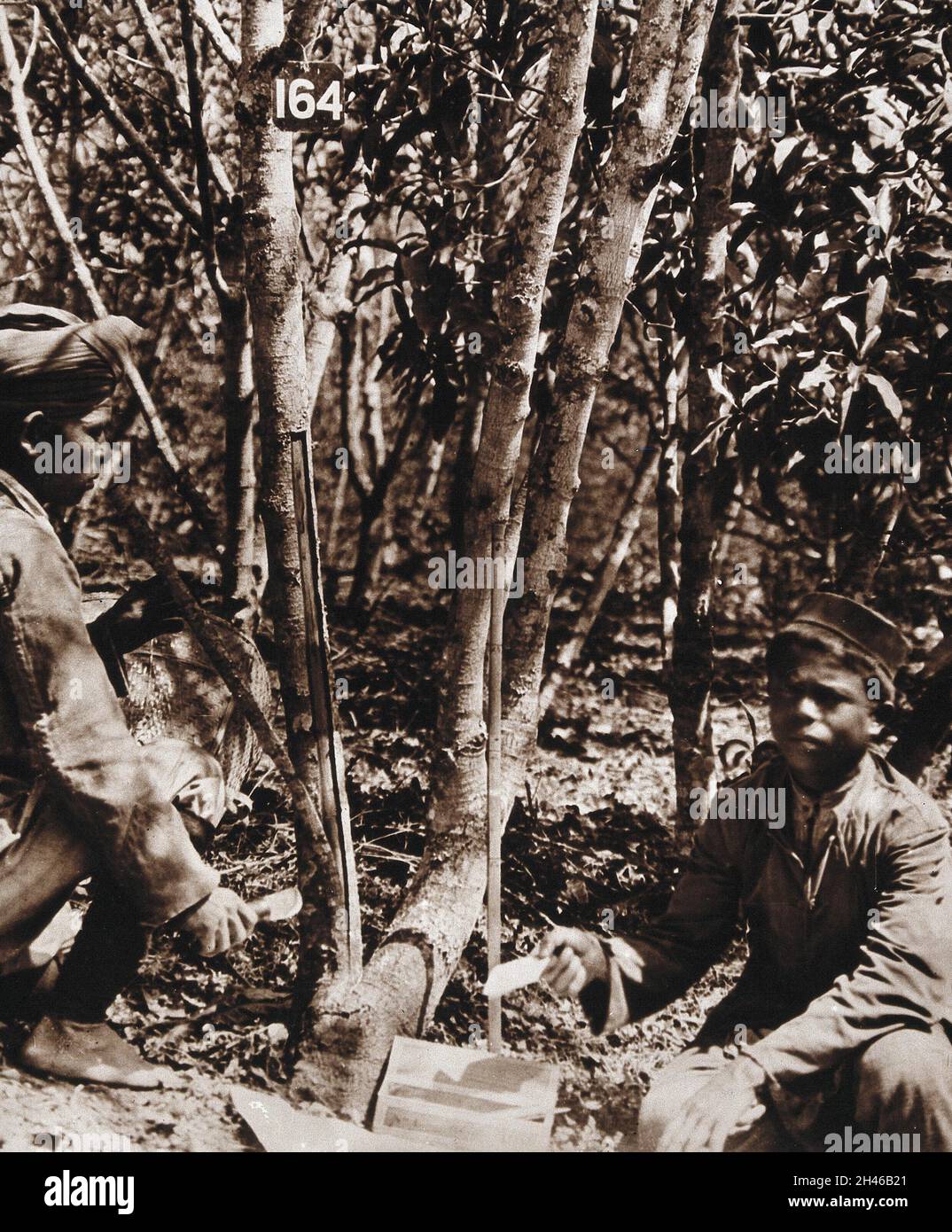 The Munsong cinchona plantation, Kalimpong, Bengal, India: scraping ...