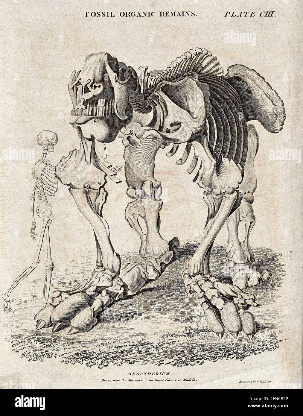 Skeleton of the Megatherium next to a human skeleton. Etching by W. H ...