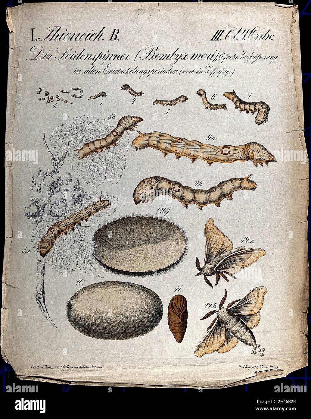 Life Cycle Of A Moth Diagram