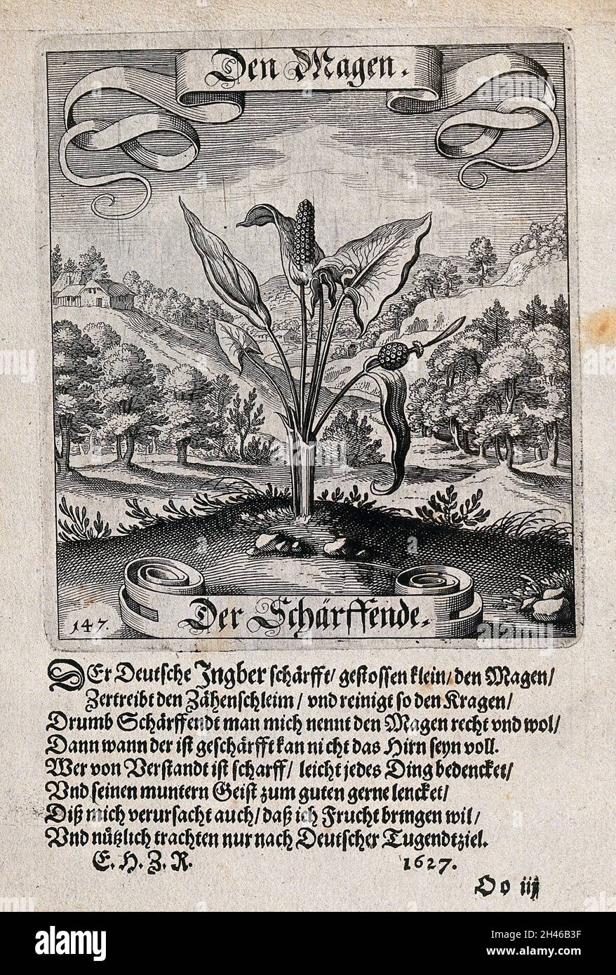 1629 merian hi-res stock photography and images - Alamy