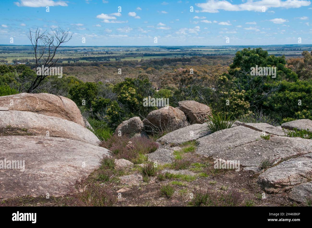 Australian forest landscape hi-res stock photography and images - Alamy