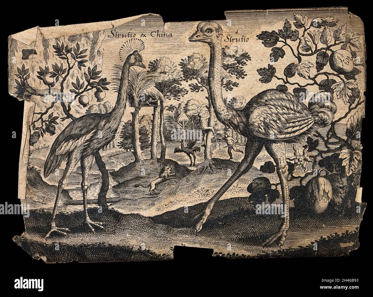 Etching 17th century hi-res stock photography and images - Alamy