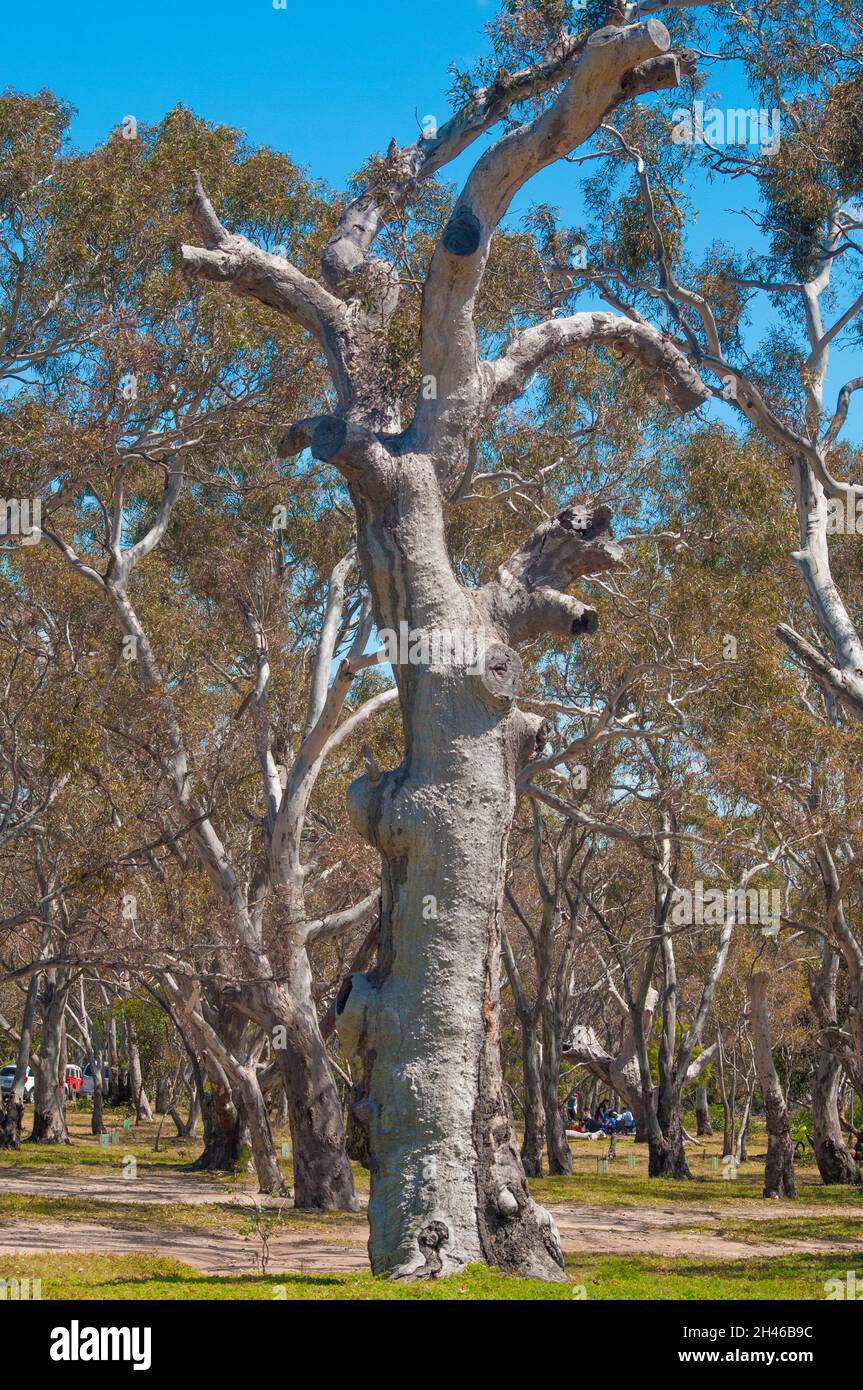 Dead tree trunk offers nesting sites for native wildlife in You Yangs ...