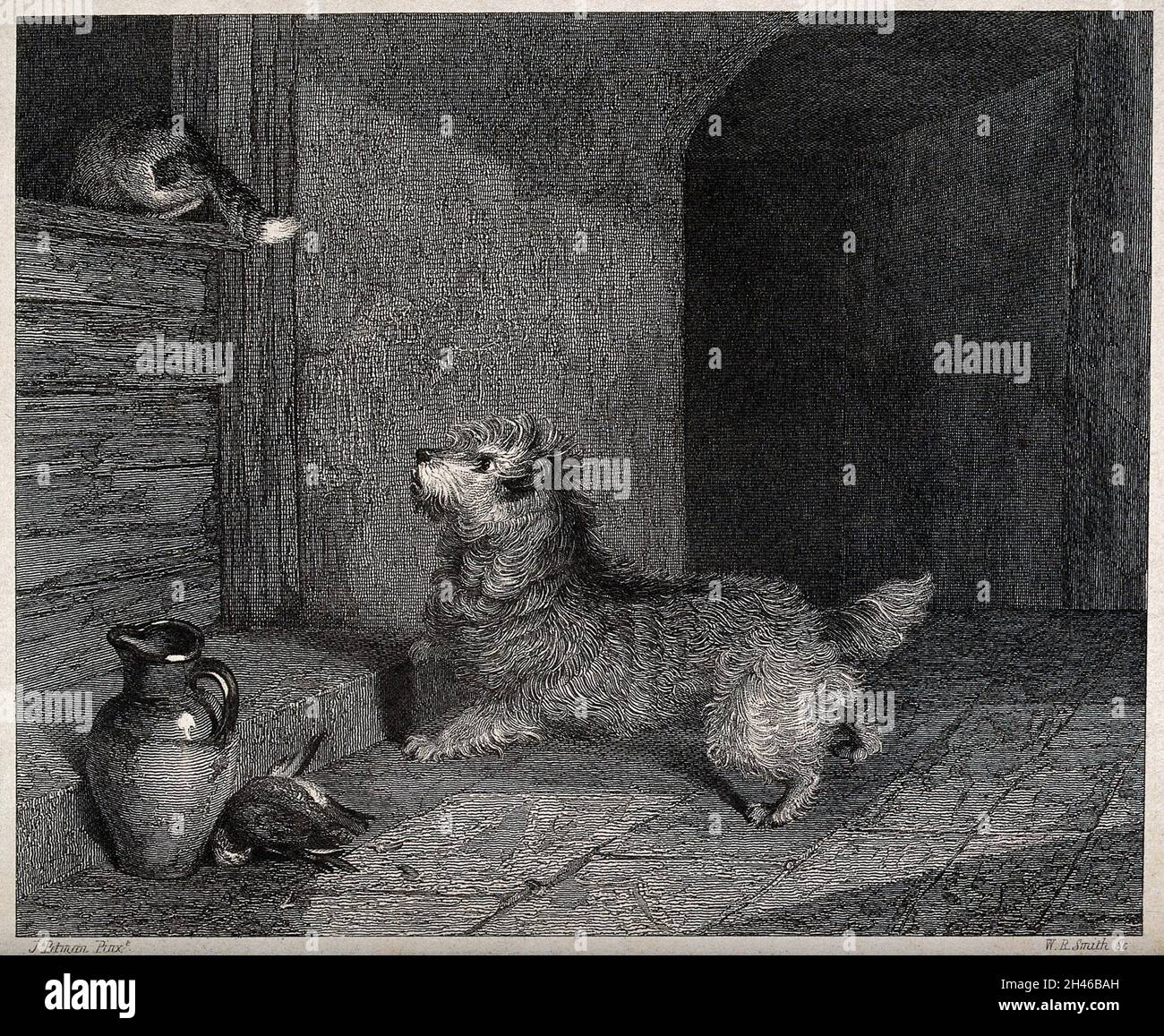 Dog chasing after a cat hi-res stock photography and images - Alamy