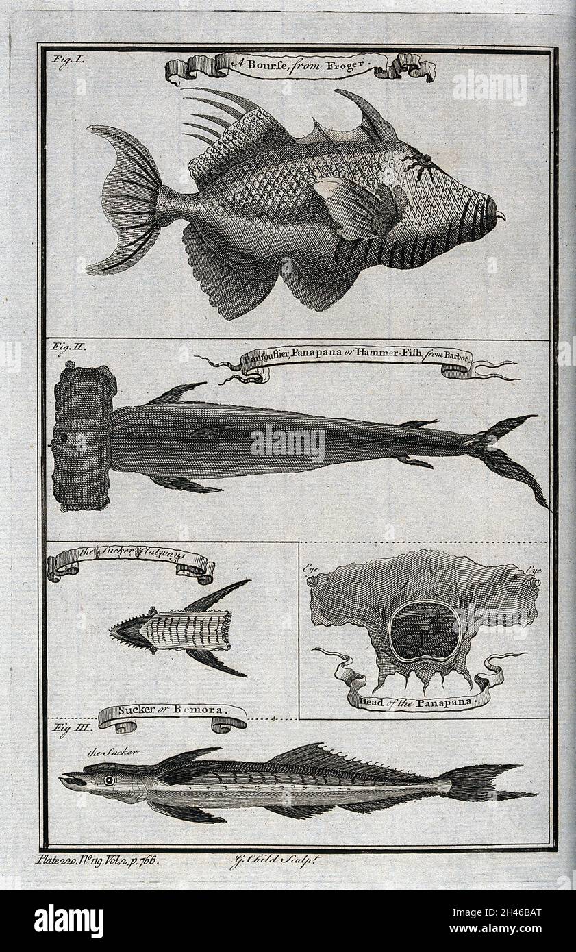 Hammerfish hi-res stock photography and images - Alamy