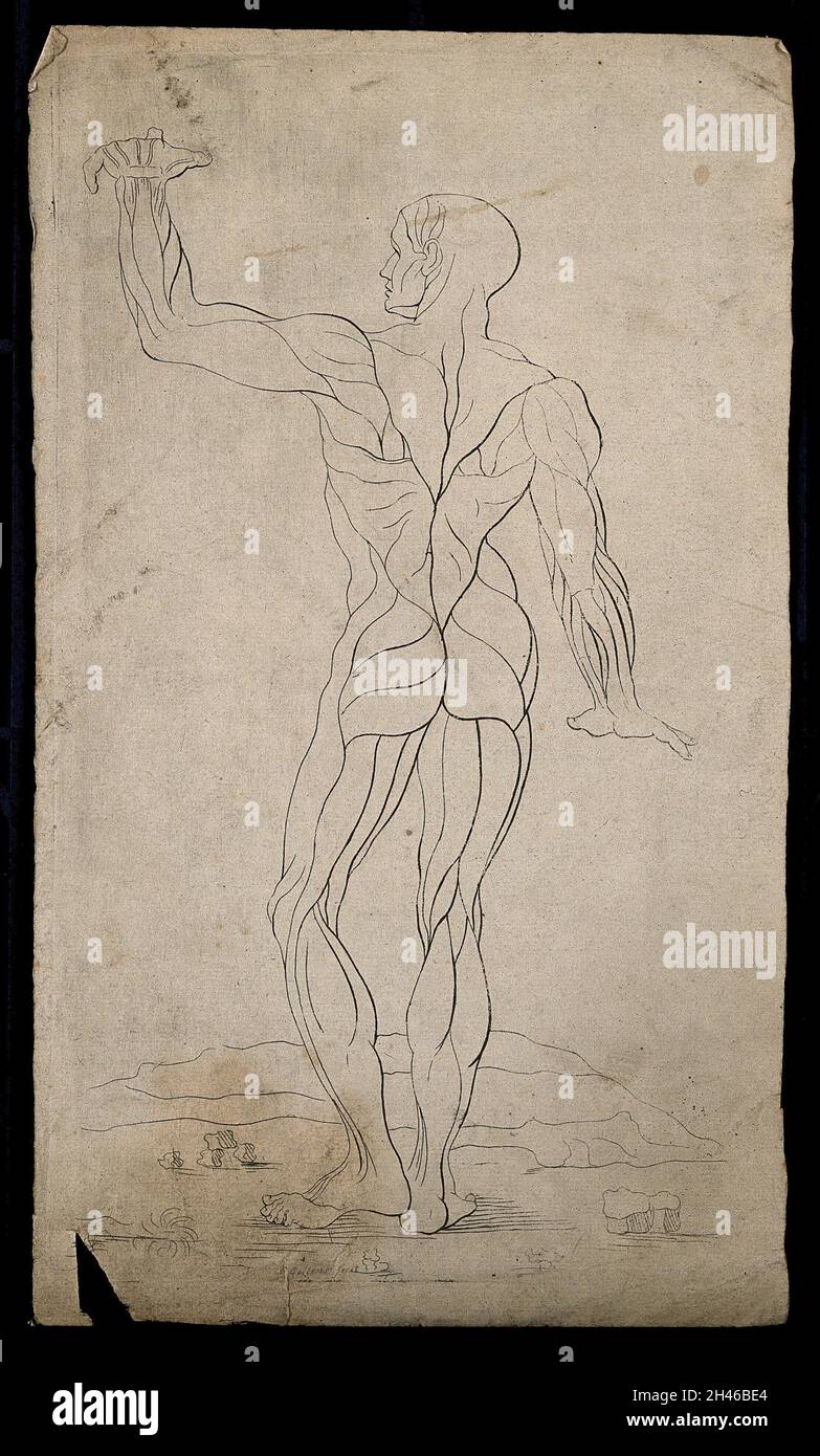 Ecorche figure hi-res stock photography and images - Alamy