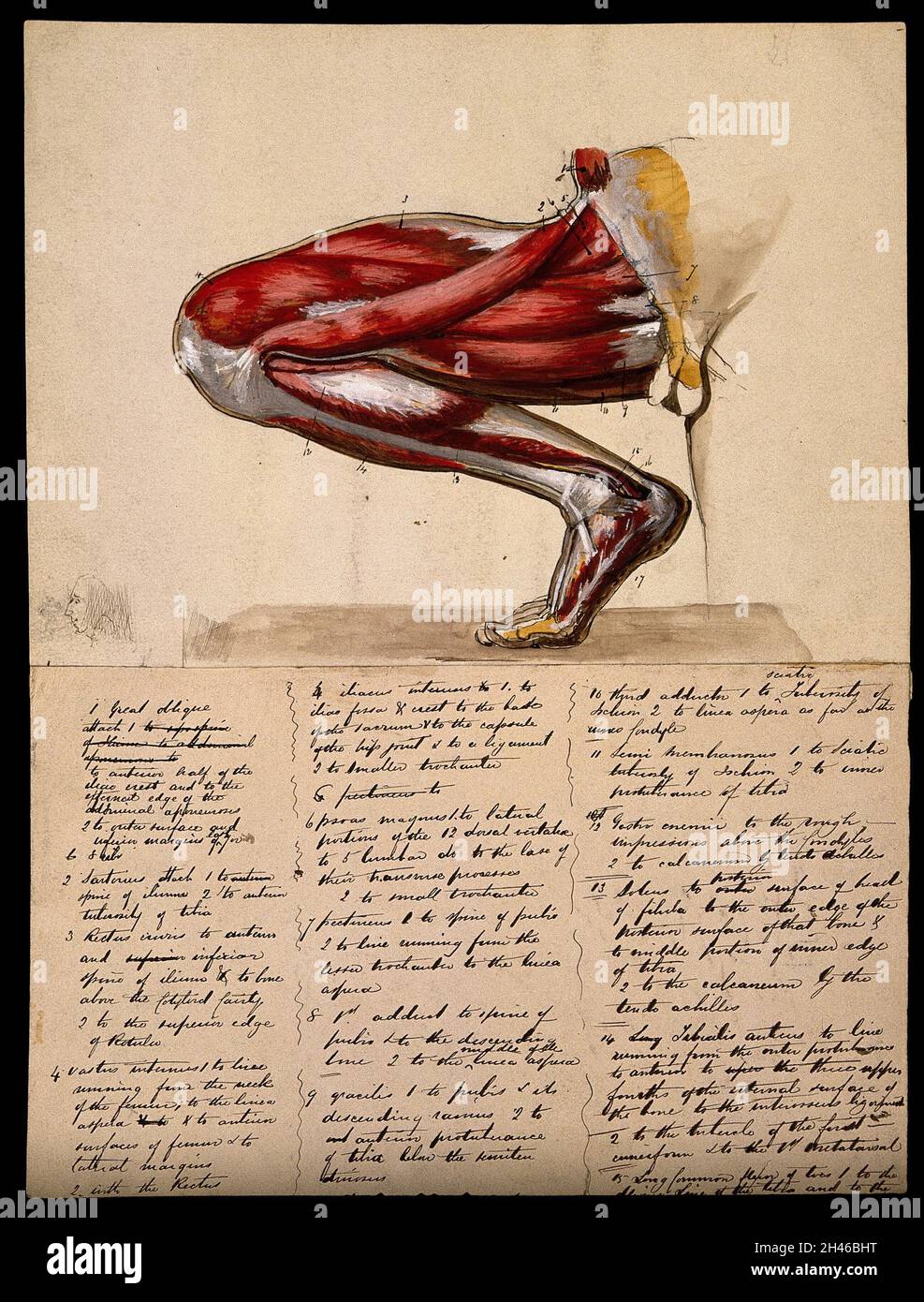 Muscles of the leg and foot: medial side view, with knee bent and foot ...