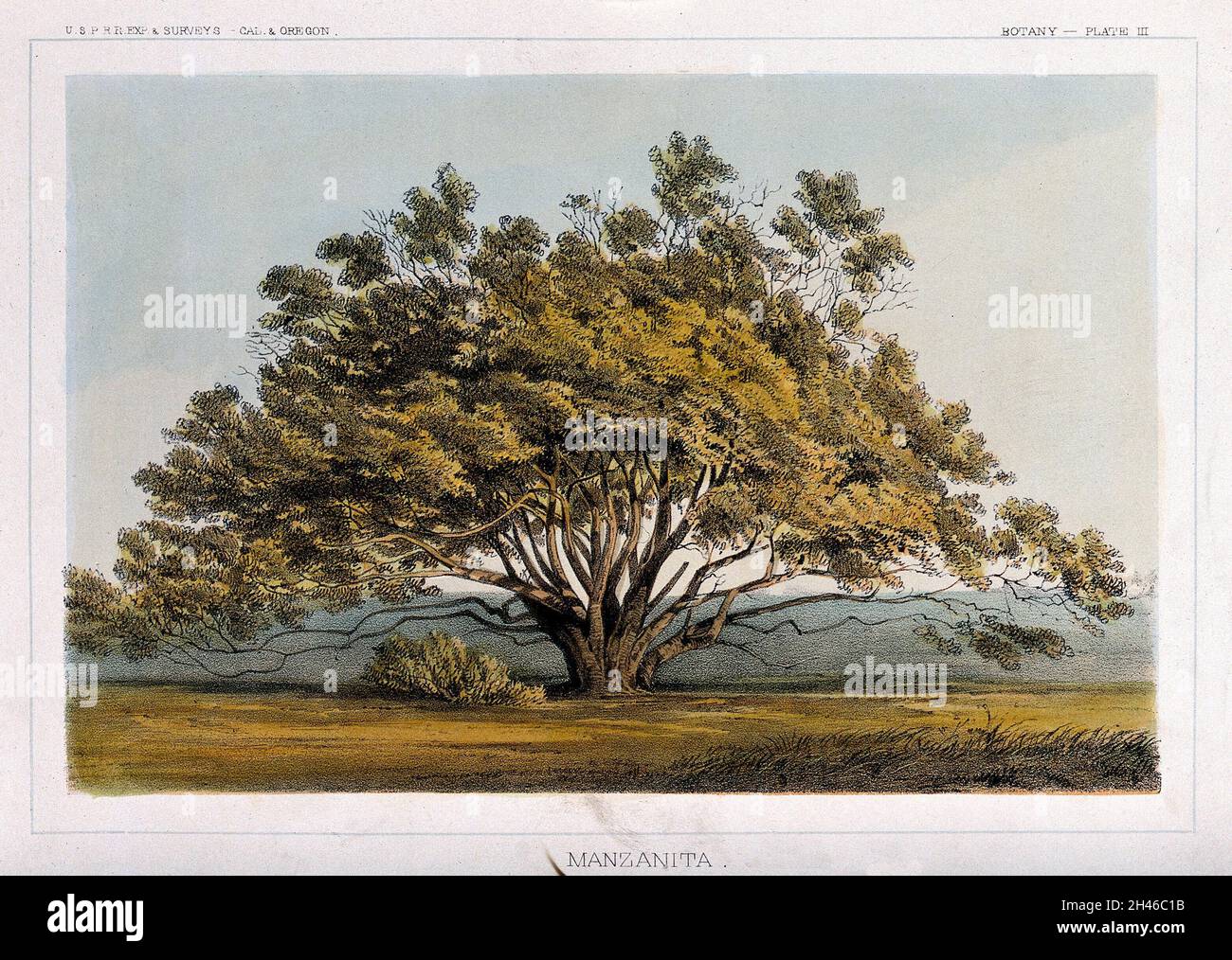 Manzanita tree (Arctostaphylos pungens Kunth) in open landscape ...