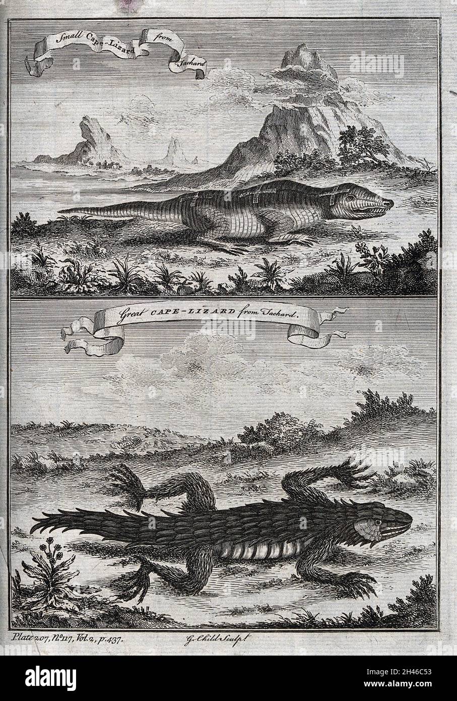 Above, a small cape-lizard ; below, a great cape-lizard. Etching by G ...