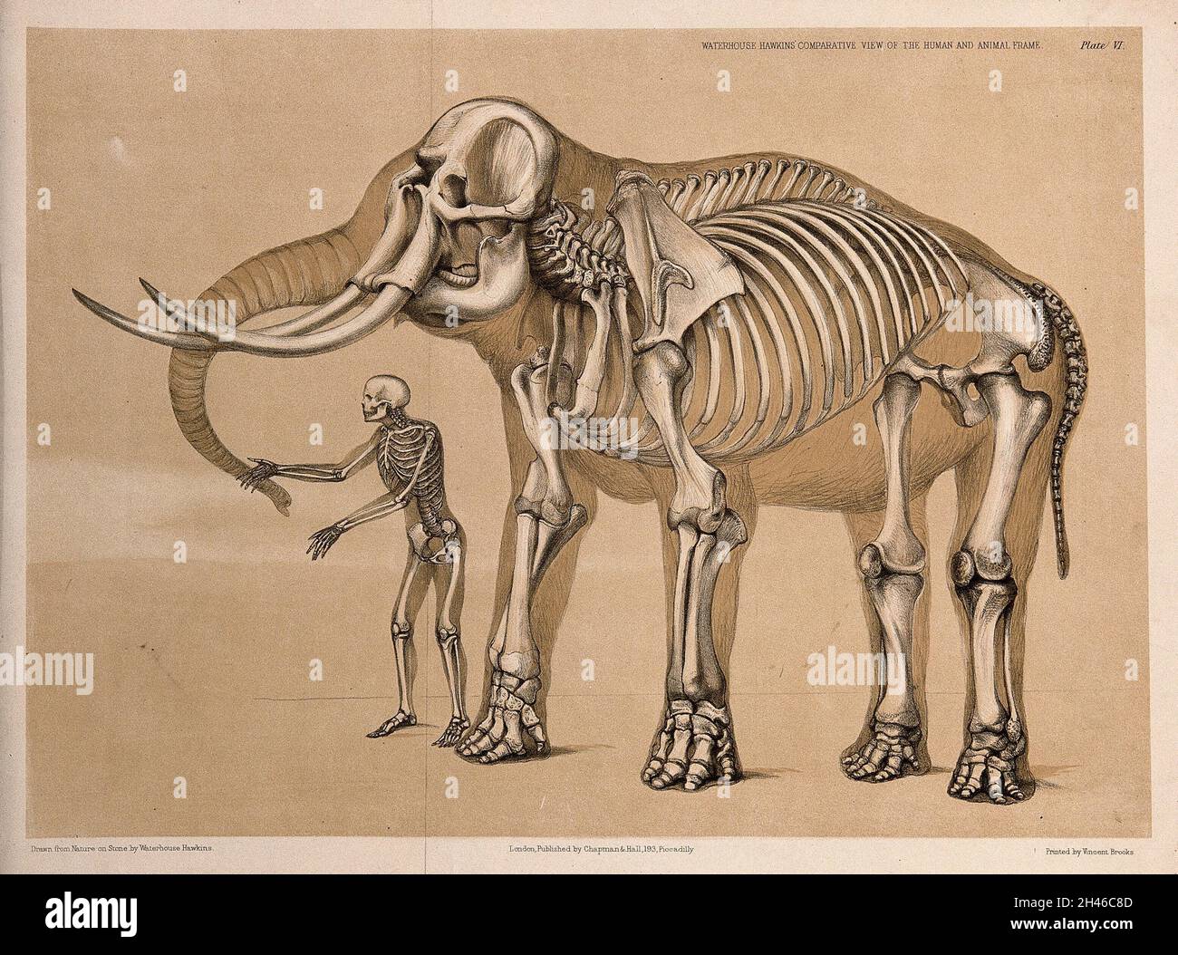 Skeleton of a man, with the skeleton of an elephant. Lithograph by B ...