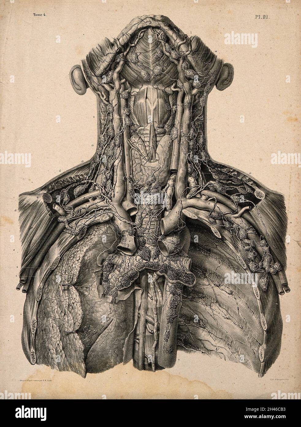 Lymphatic Vessels And Glands Of The Human Neck And Thorax Lithograph
