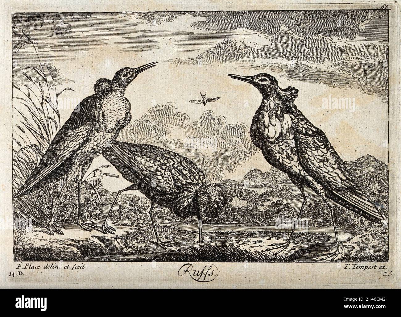 Three ruffs hi-res stock photography and images - Alamy